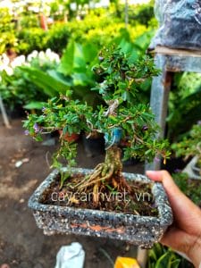 Cây Linh Sam Bonsai Mini bán giá CỰC RẺ HCM - Cây Cảnh Việt