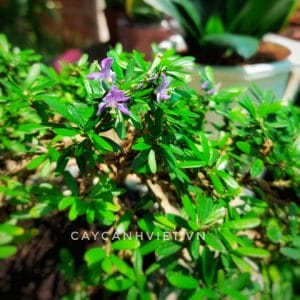 Cây Linh Sam Bonsai Mini bán giá CỰC RẺ HCM - Cây Cảnh Việt