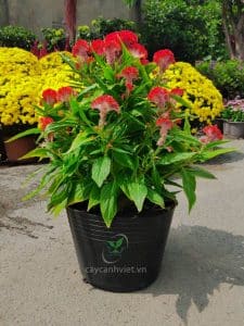 Hoa Mào Gà nhiều màu, giá rẻ - Cây Cảnh Việt