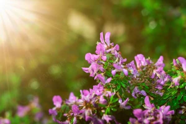 Cây Linh Sam Bonsai Mini bán giá CỰC RẺ HCM - Cây Cảnh Việt