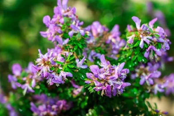 Cây Linh Sam Bonsai Mini bán giá CỰC RẺ HCM - Cây Cảnh Việt