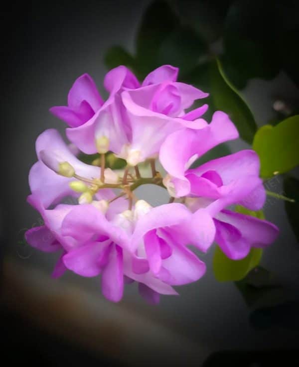 Cây Linh Sam Bonsai Mini bán giá CỰC RẺ HCM - Cây Cảnh Việt