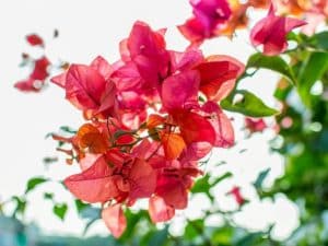 Cách trồng cây bông giấy ra hoa đơn giản tại nhà