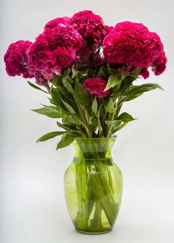 Hoa Mào Gà nhiều màu, giá rẻ - Cây Cảnh Việt