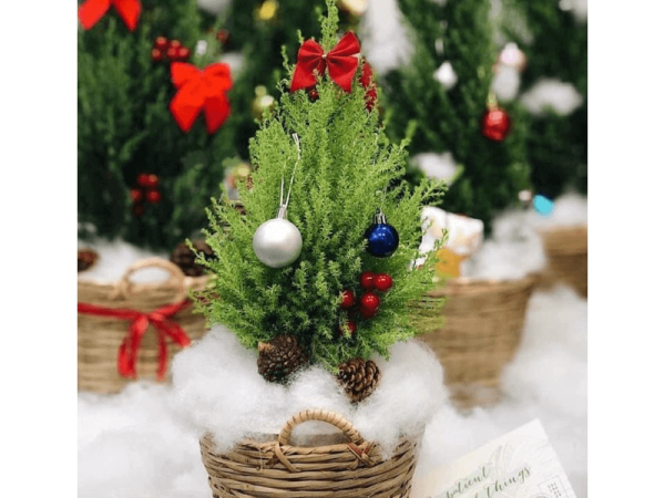 Cây Tùng Thơm hợp mệnh gì, tuổi nào? Có nên trồng Tùng Thơm?