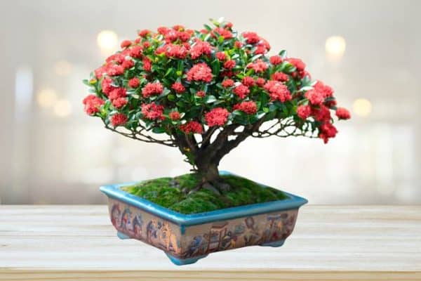 Cây Cảnh Bonsai - Top 20 loài cây bonsai đẹp nhất hiện nay