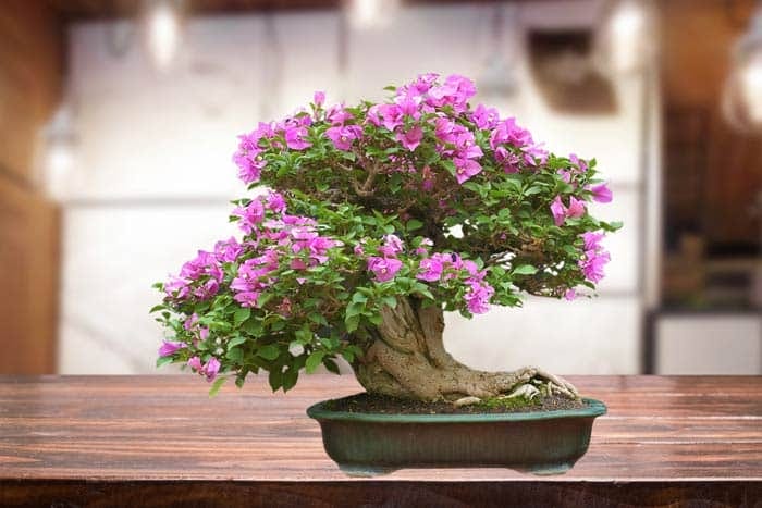 Cây Cảnh Bonsai - Top 20 loài cây bonsai đẹp nhất hiện nay