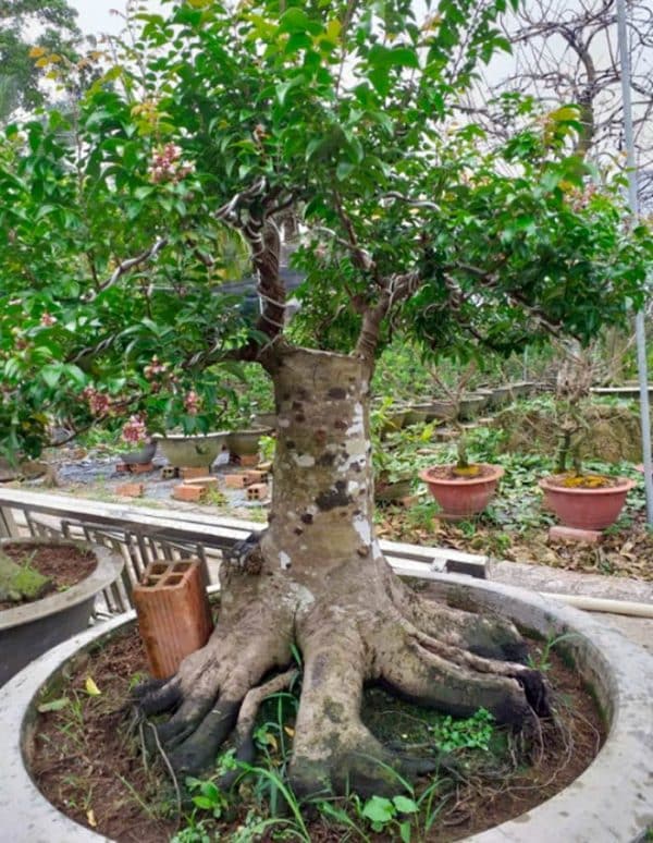 Cây Cảnh Bonsai - Top 20 loài cây bonsai đẹp nhất hiện nay