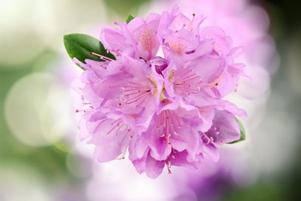 Hoa Đỗ Quyên Có Độc Không? Sự Thật Bí Ẩn Đằng Sau Vẻ Đẹp