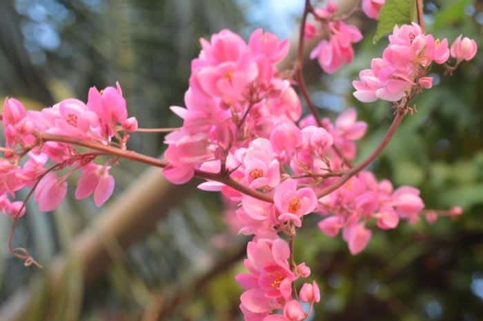 Ý Nghĩa Hoa Tigon - Biểu tượng của tình yêu và sự lãng mạn