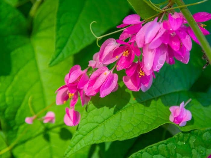 Cách trồng Hoa Tigon nở rực rỡ quanh năm