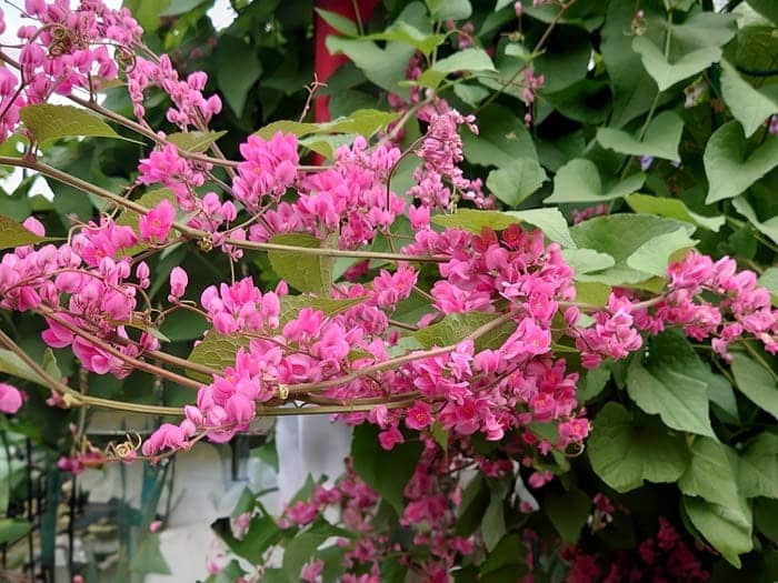 Cách trồng Hoa Tigon nở rực rỡ quanh năm