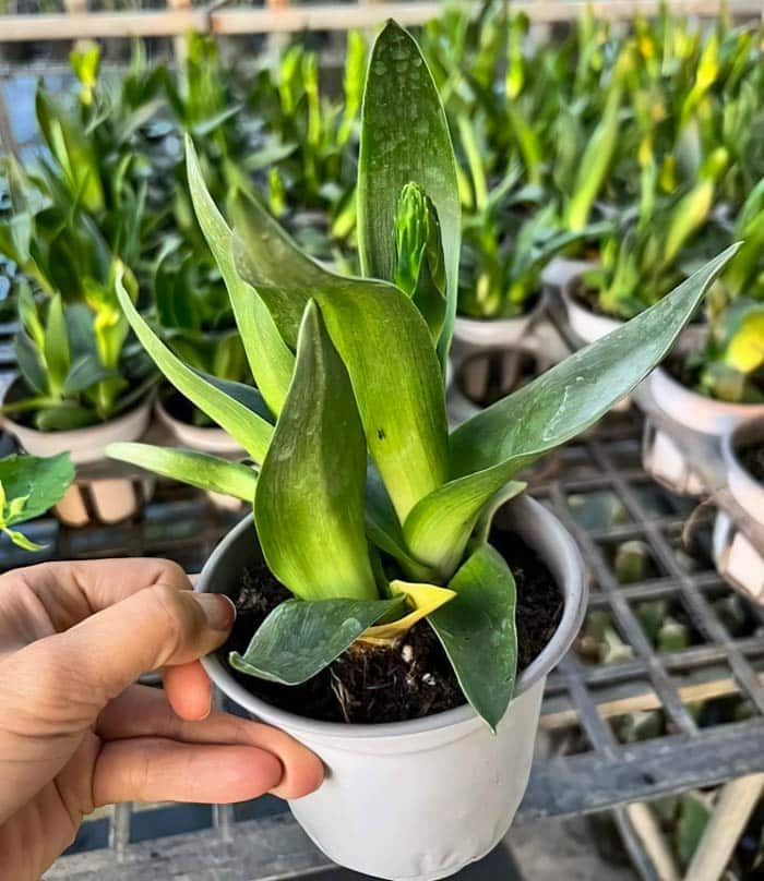 Thiên Nga Mắt Ngọc | Bí Mật Về Loài Hoa Mang Vẻ Đẹp Tinh Khôi