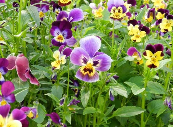 TOP 15+ Loại Hoa Chịu Nắng Nở Quanh Năm Đẹp Nhất Sân Vườn