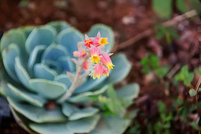 Bí Quyết Làm Sen Đá Nở Hoa Đẹp Đón May Mắn - Cây Cảnh Việt