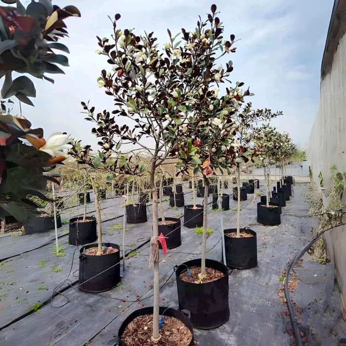 Cây Sen Đất | Đặc điểm, ý nghĩa, cách trồng và chăm sóc