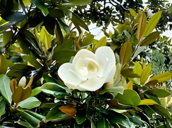 Cây Sen Đất | Đặc điểm, ý nghĩa, cách trồng và chăm sóc - Cây Cảnh Việt