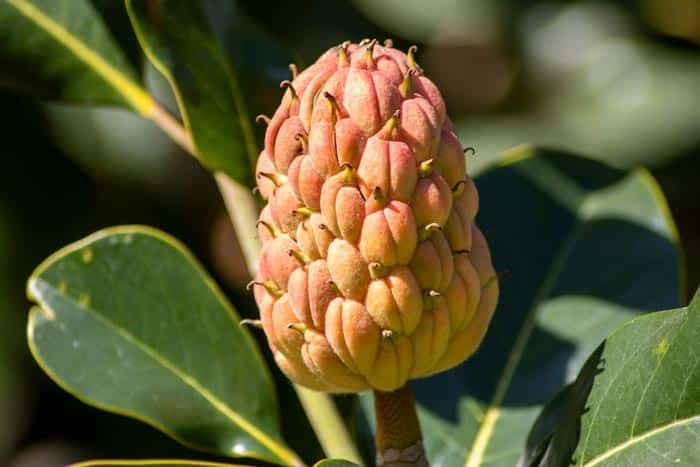 Cây Sen Đất | Đặc điểm, ý nghĩa, cách trồng và chăm sóc