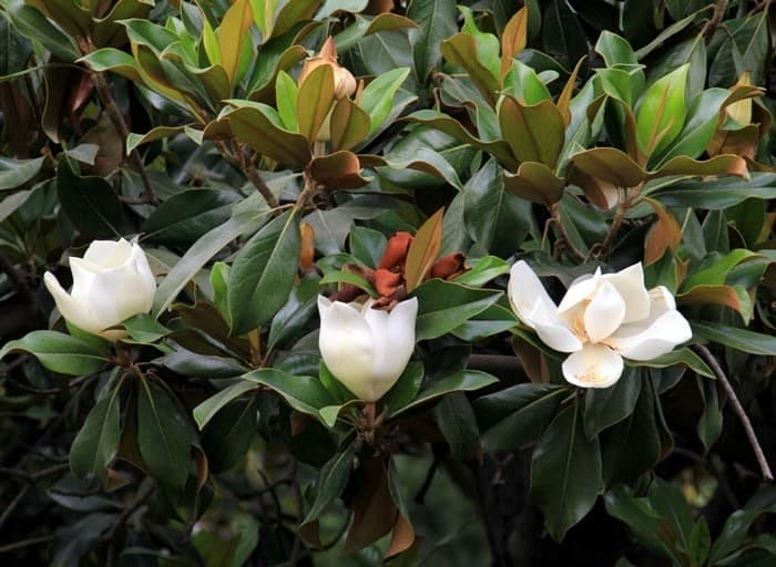 Cây Sen Đất | Đặc điểm, ý nghĩa, cách trồng và chăm sóc