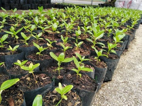 Cách Chăm Sóc Hoa Dừa Cạn Cho Người Mới